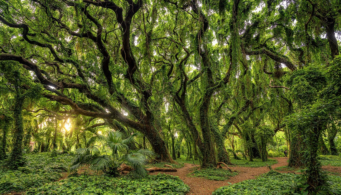 shakashuttle.com – Shaka Tours Maui